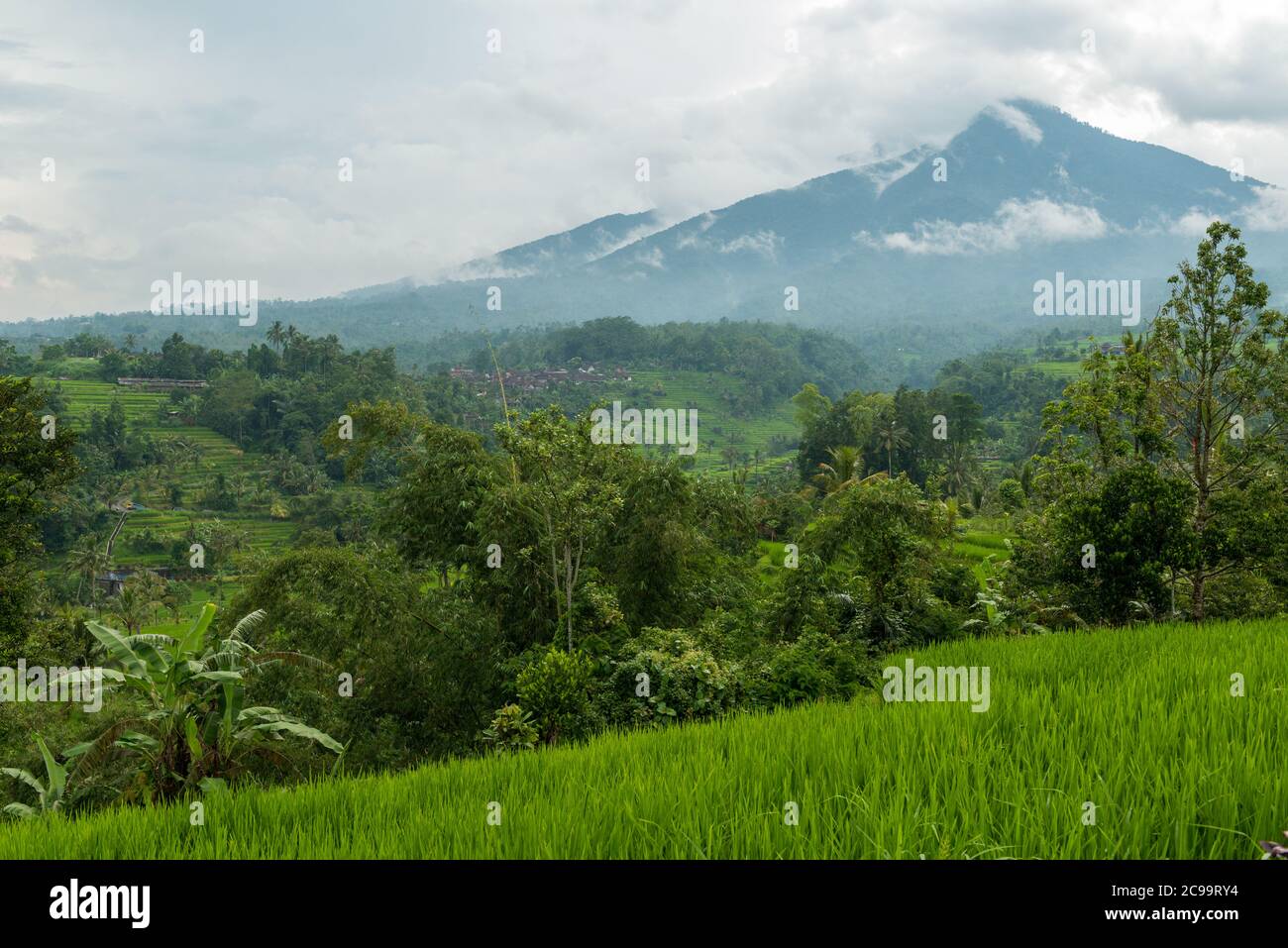 Rice paddies at Bali Stock Photo - Alamy