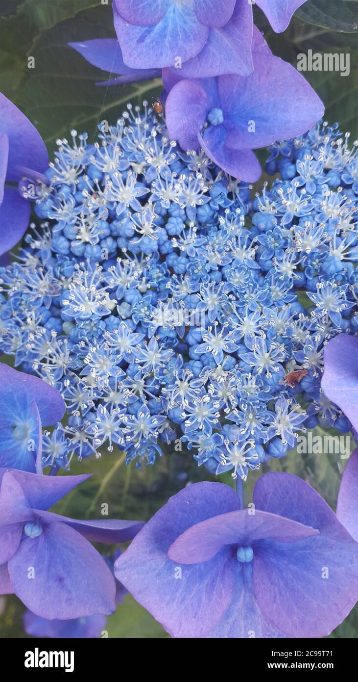 Hydrangea Serrata, Blue Bird Flower Stock Photo - Alamy