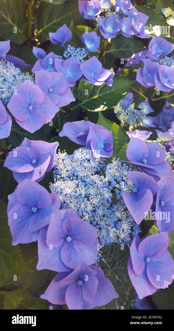 Hydrangea Serrata, Blue Bird Flower Stock Photo - Alamy