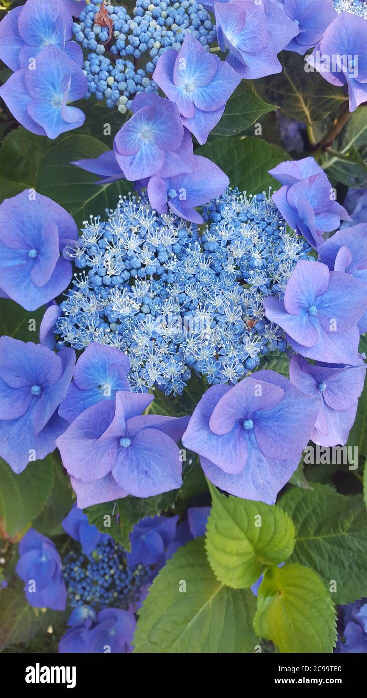 Hydrangea Serrata, Blue Bird Flower Stock Photo - Alamy