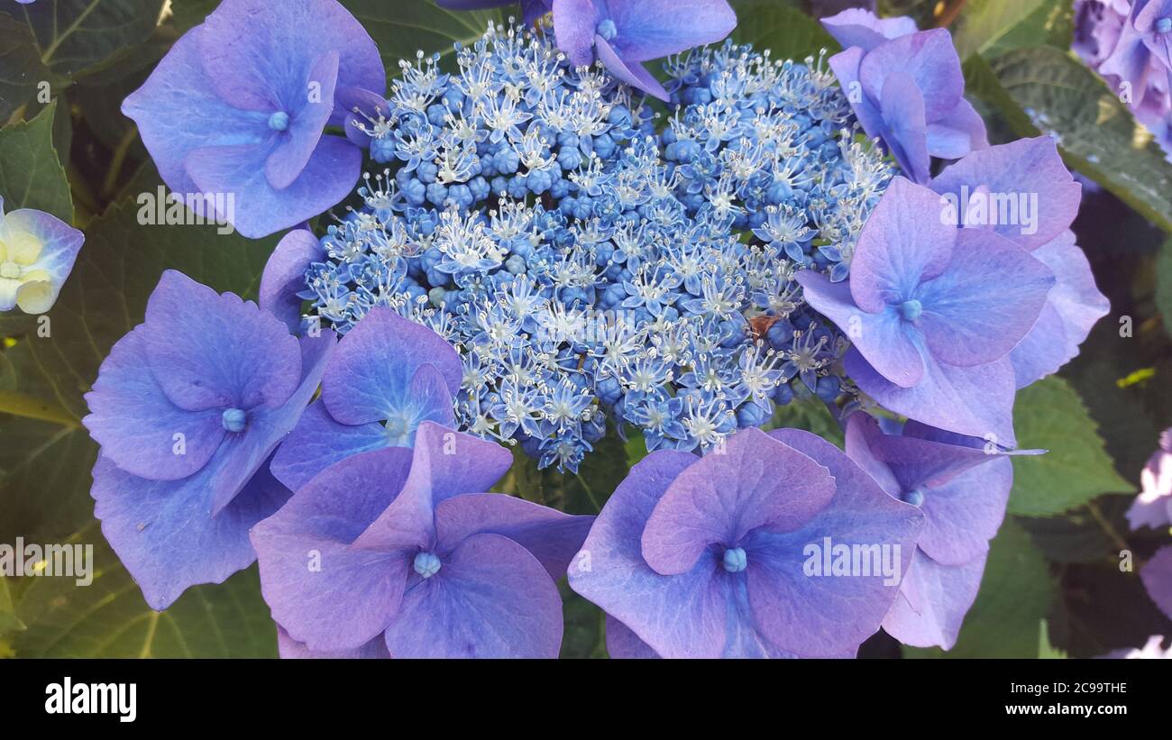 Hydrangea Serrata, Blue Bird Flower Stock Photo - Alamy