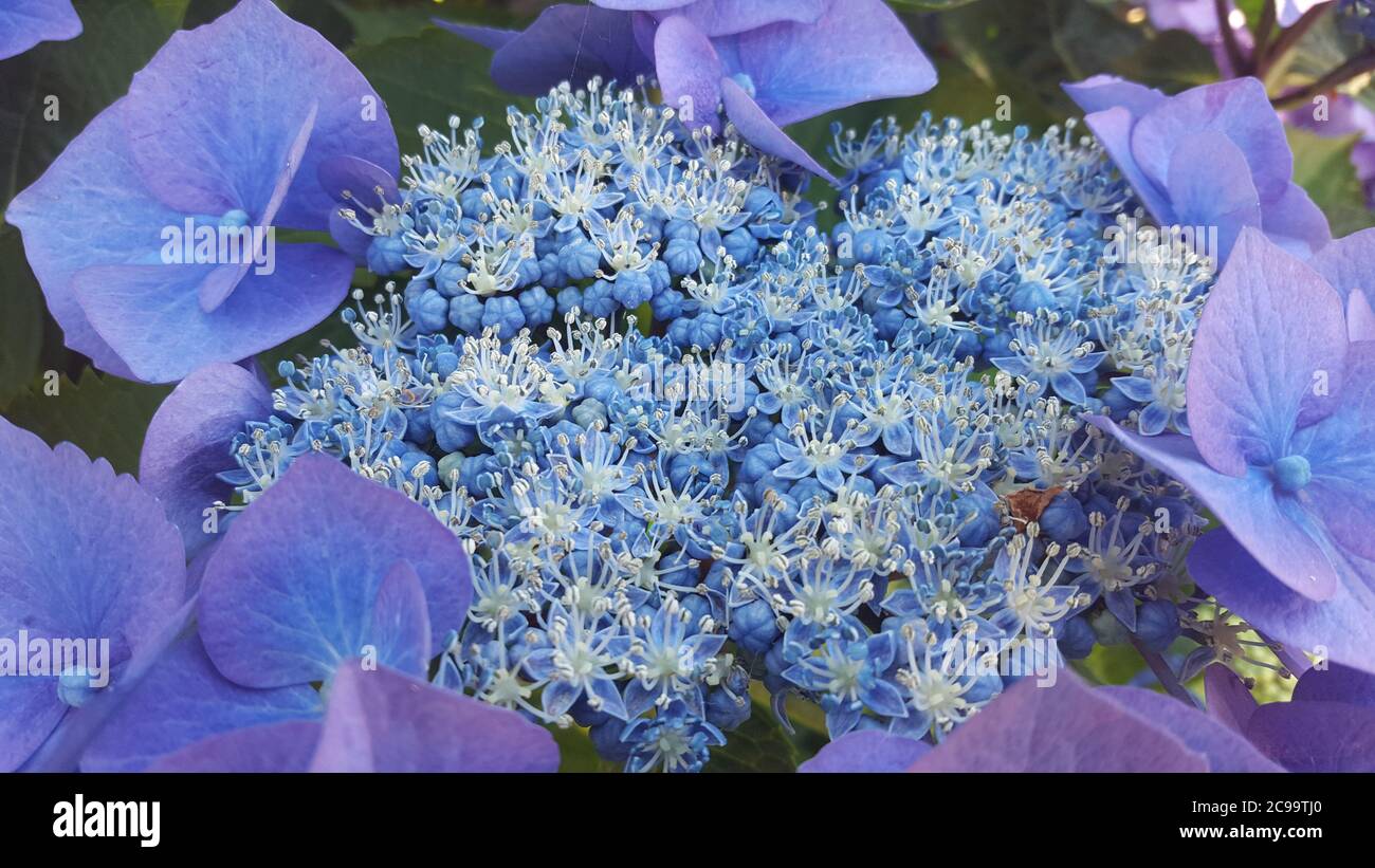 Hydrangea Serrata, Blue Bird Flower Stock Photo - Alamy