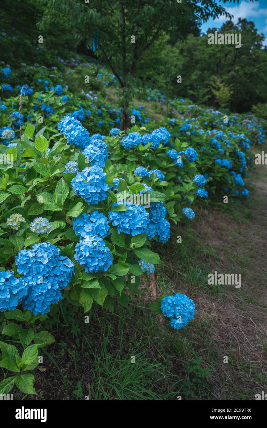 Vertical shot of blue hydrangea flower fields Stock Photo - Alamy