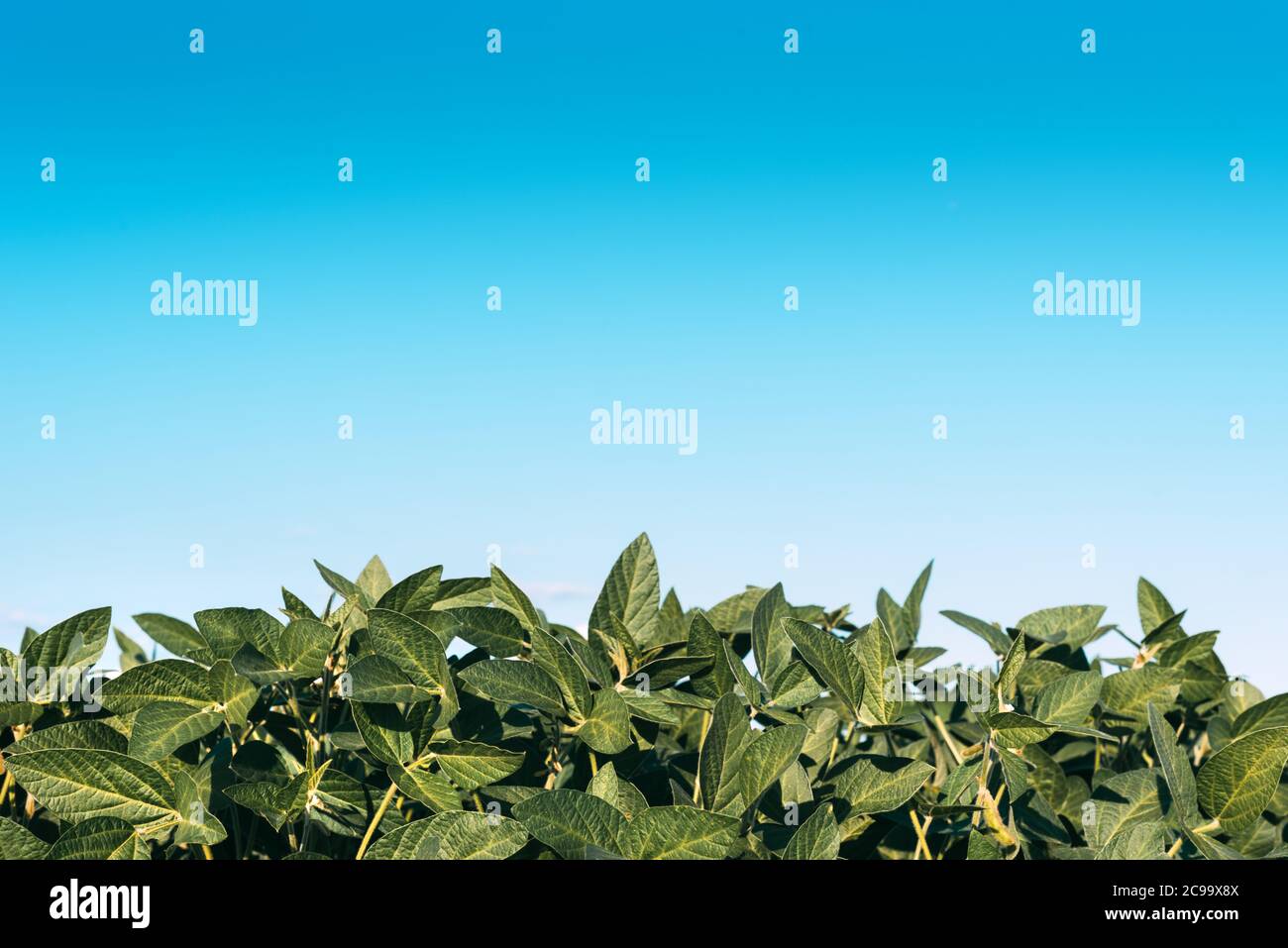 Green soybean field hi-res stock photography and images - Alamy