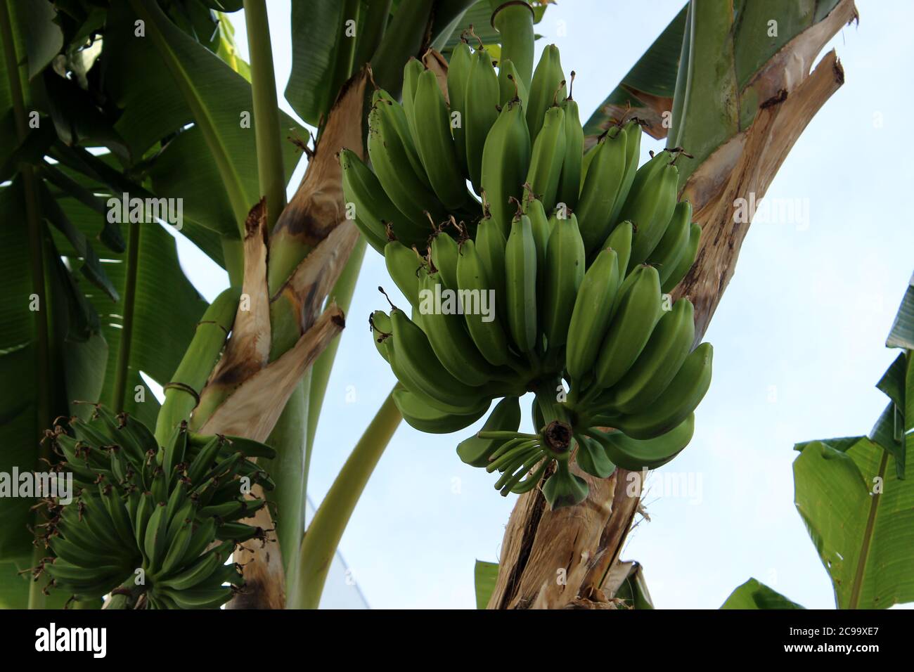 Low angle shot of a banana tree with raw green bananas Stock Photo - Alamy