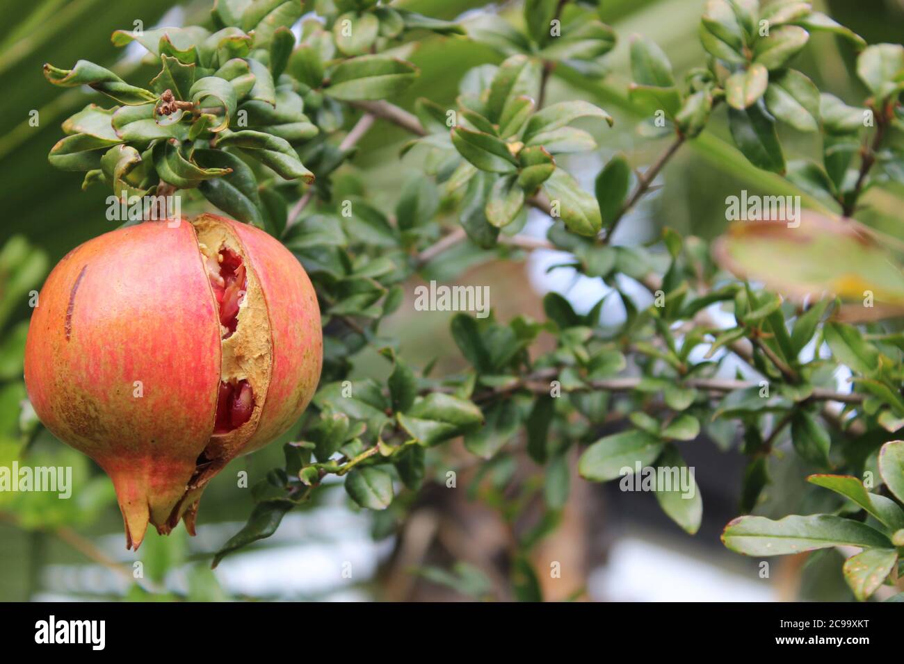 How to grow pomegranate seed hi-res stock photography and images - Alamy