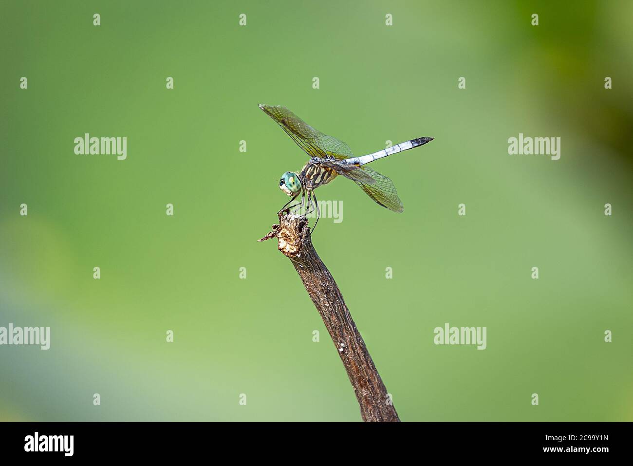 Closeup shot a dragonfly under the sunlight Stock Photo - Alamy