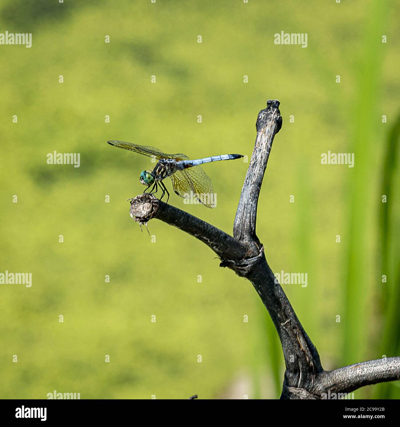 Dragonfly under hi-res stock photography and images - Alamy