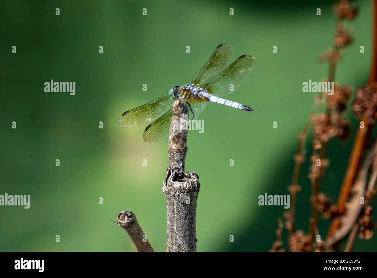 Dragonfly under hi-res stock photography and images - Alamy