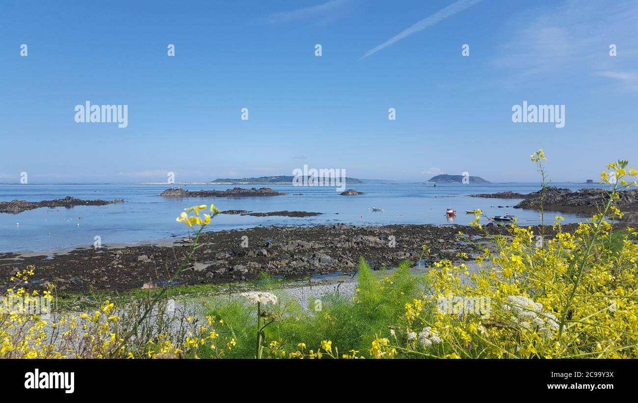 Guernsey wild flowers hi-res stock photography and images - Alamy