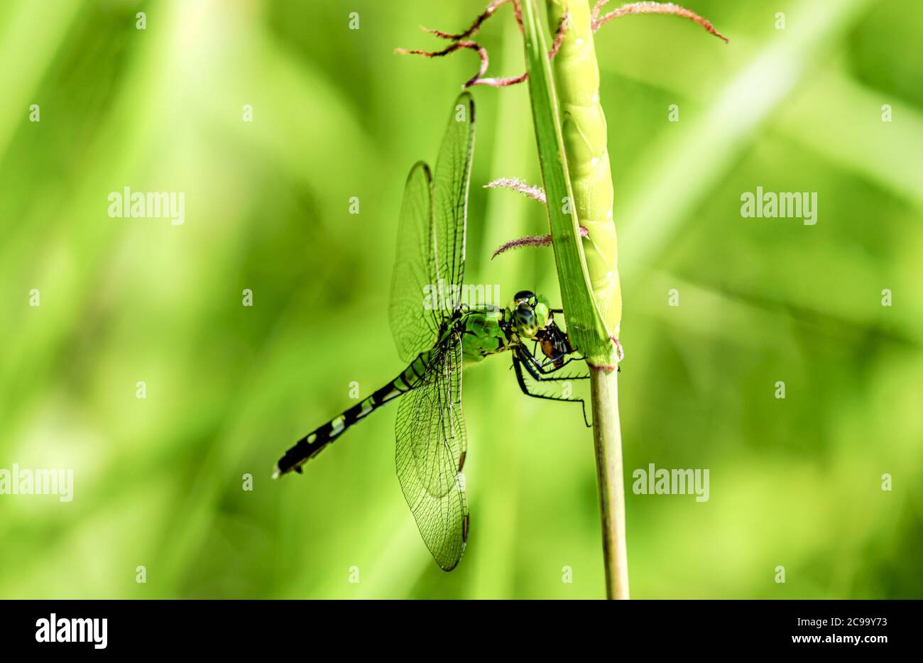 Dragonfly under hi-res stock photography and images - Alamy