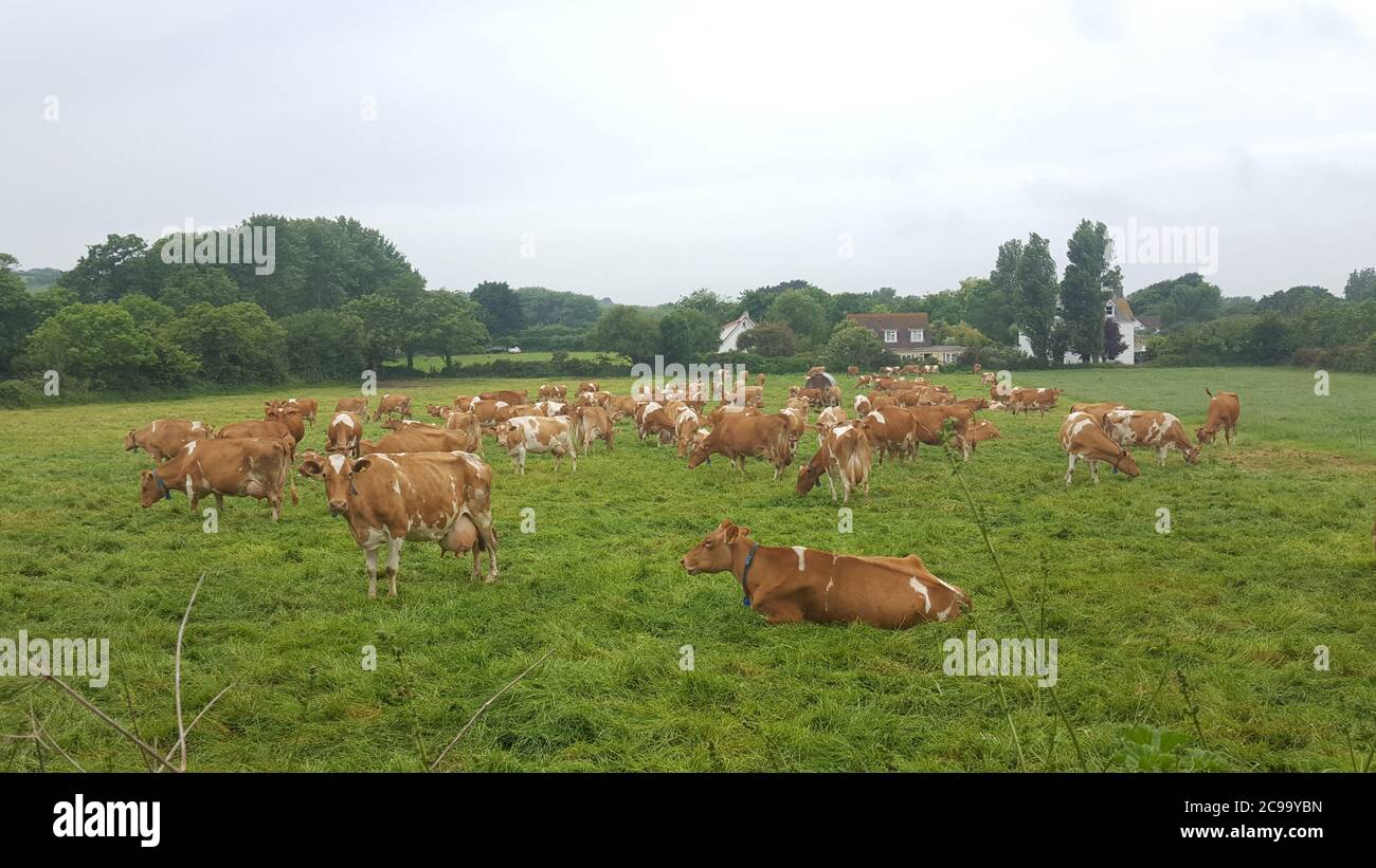 Guernsey cows hi-res stock photography and images - Alamy