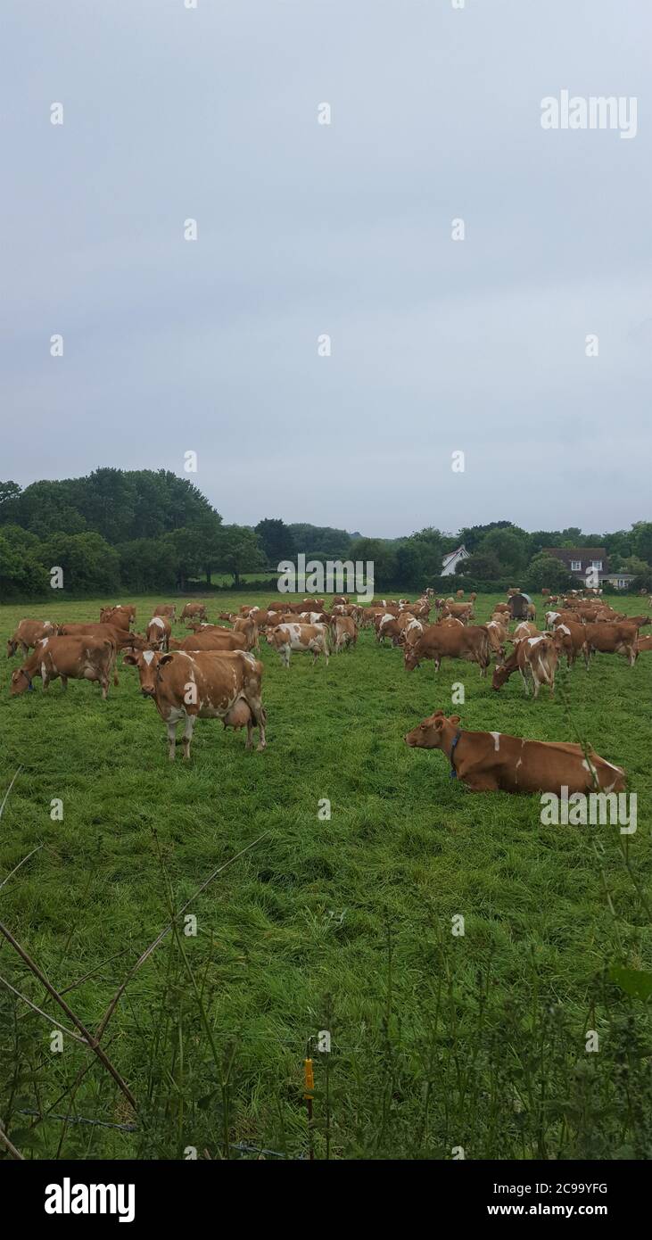 Guernsey cows hi-res stock photography and images - Alamy