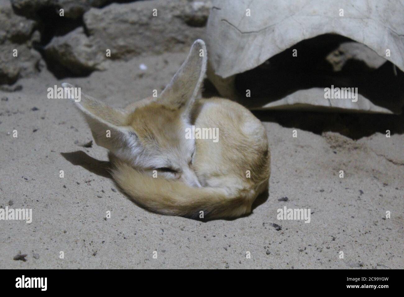 Closeup shot of a cute Fennec fox or desert fox sleeping in the zoo ...