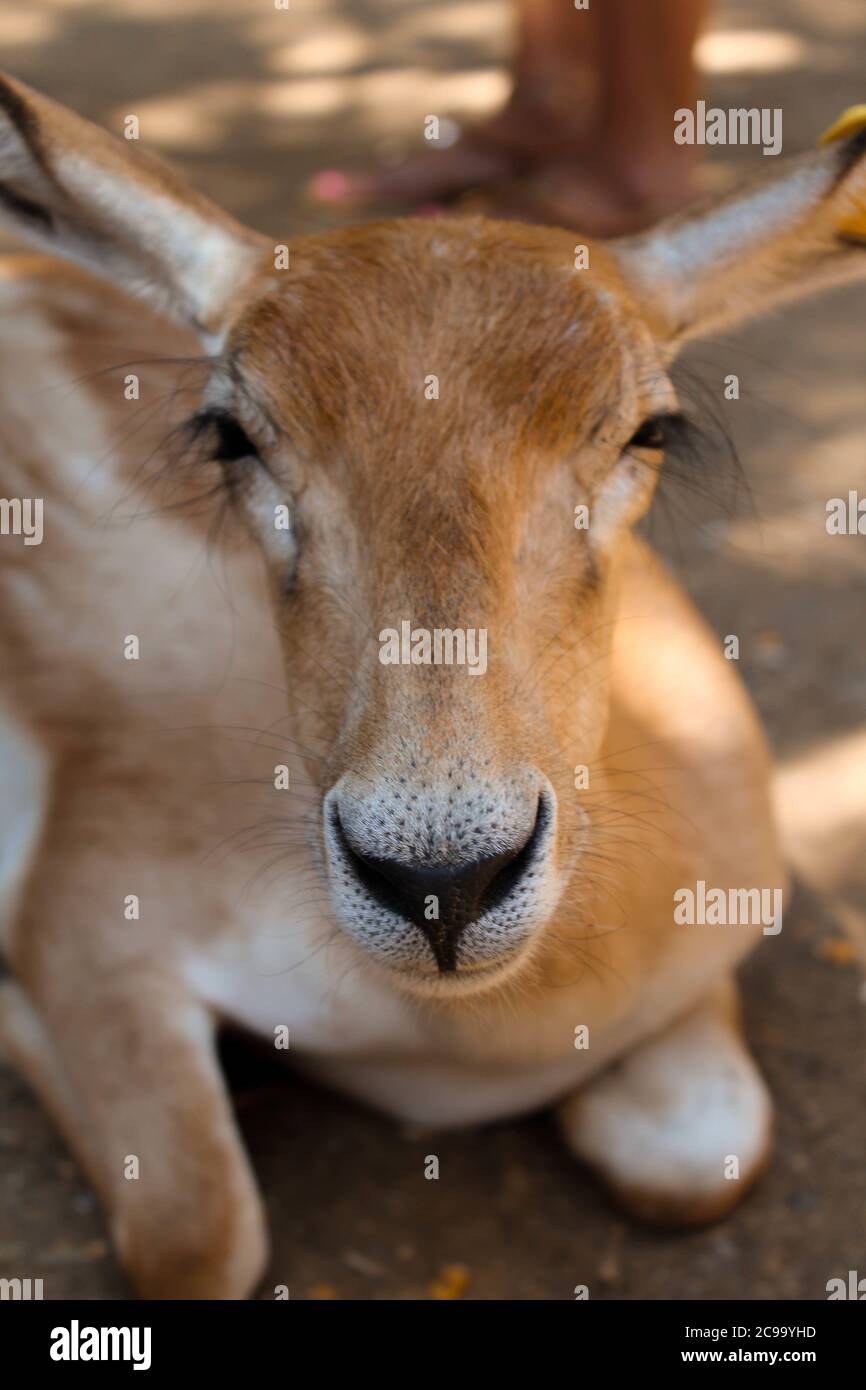 Vertical closeup shot of a cute antelope lying on the ground in the zoo ...