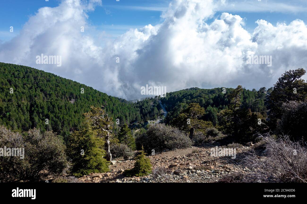 Lebanese cedars in a mountain forest in the central part of the island ...