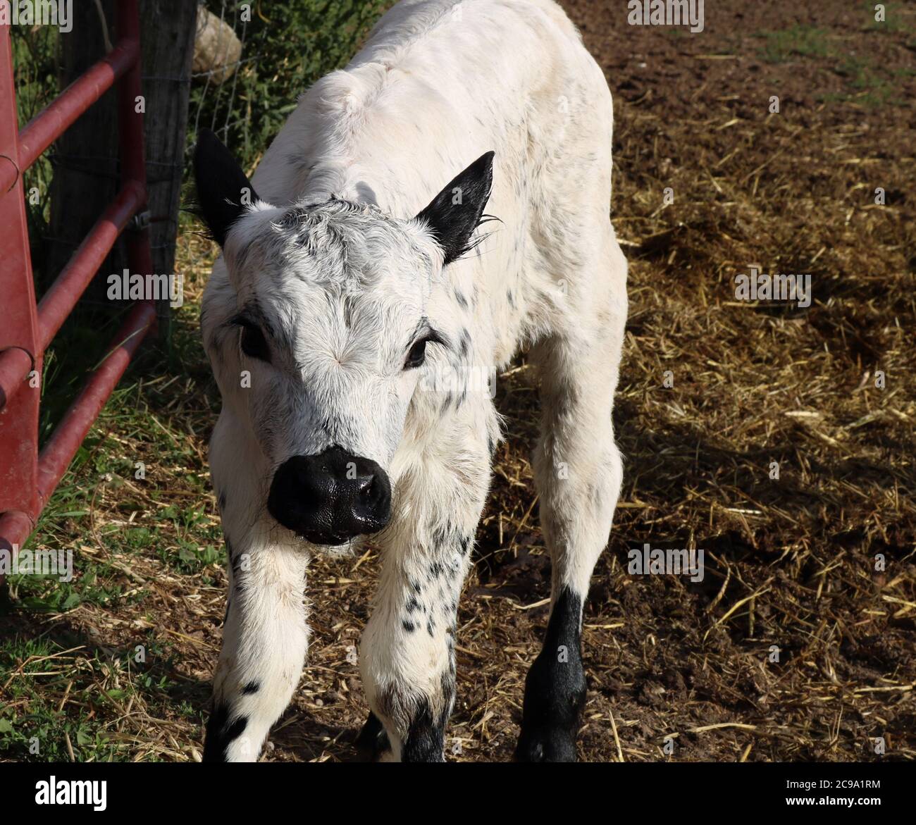 Portrait of a cute white calf in a farm Stock Photo - Alamy