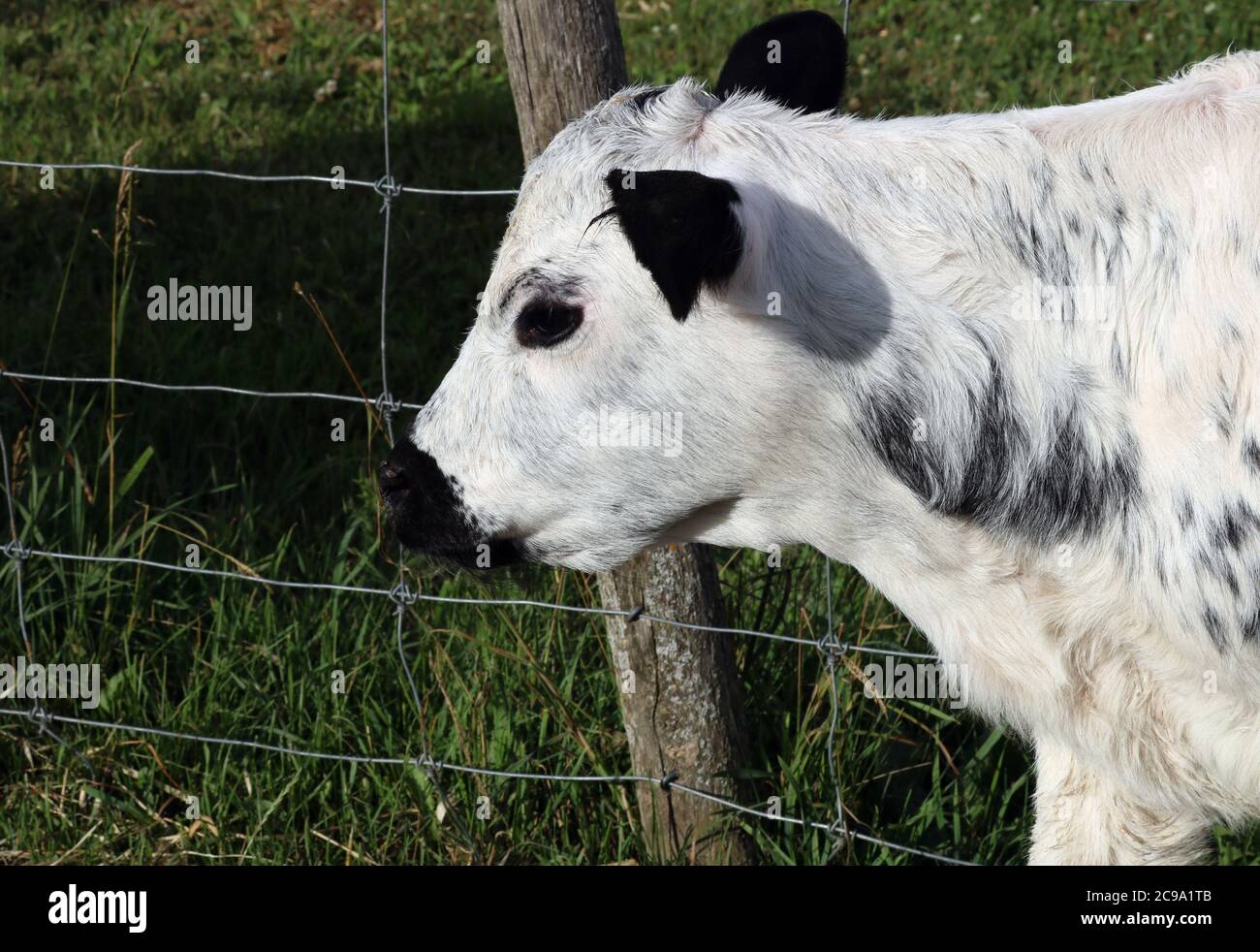 Portrait of a cute white calf in a farm Stock Photo - Alamy