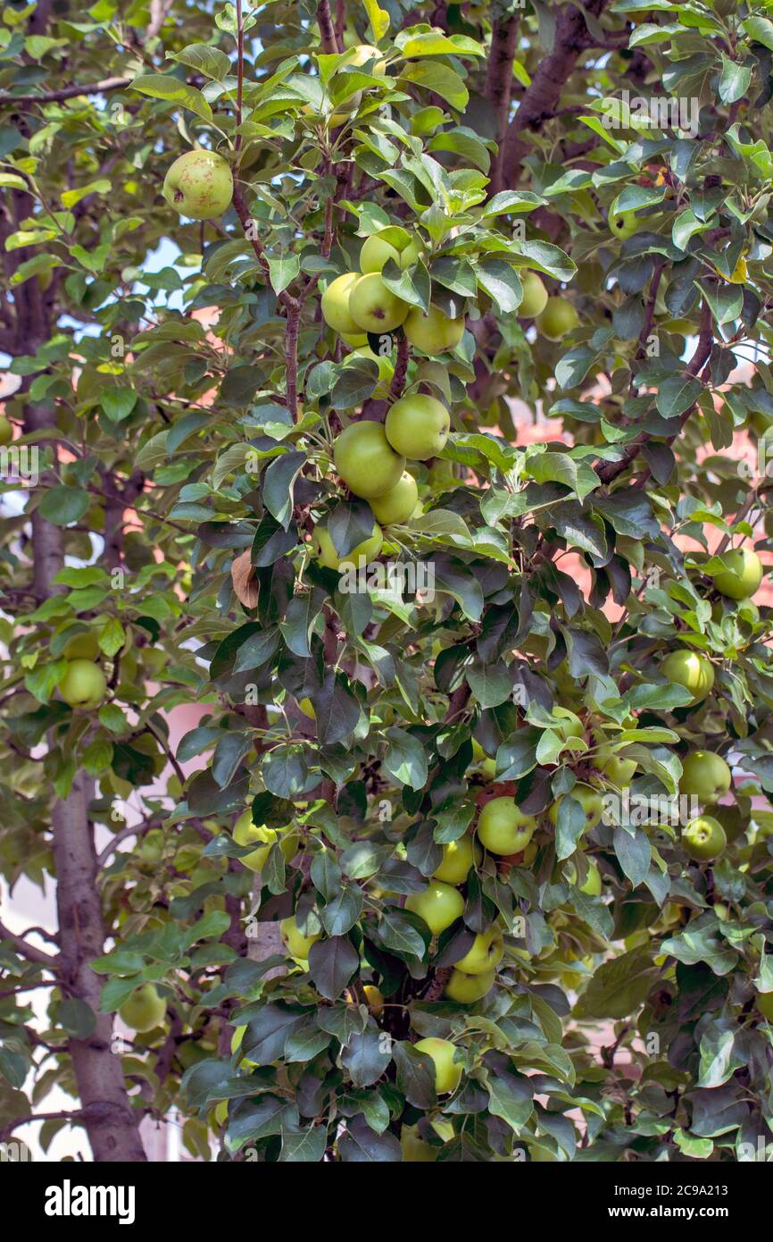 A beautiful and healthy green apple tree on a tree. The tree is the ...