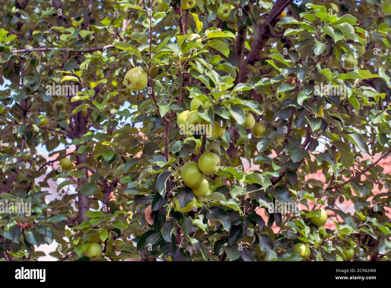 A beautiful and healthy green apple tree on a tree. The tree is the ...