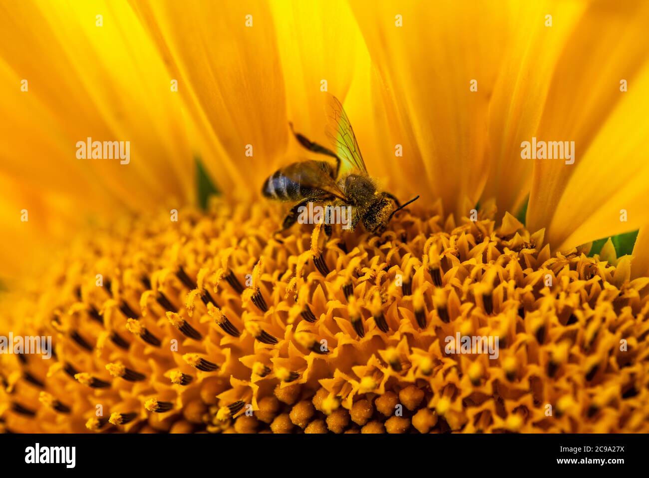 Close-up photo of a bee collecting pollen from a sunflower Stock Photo ...