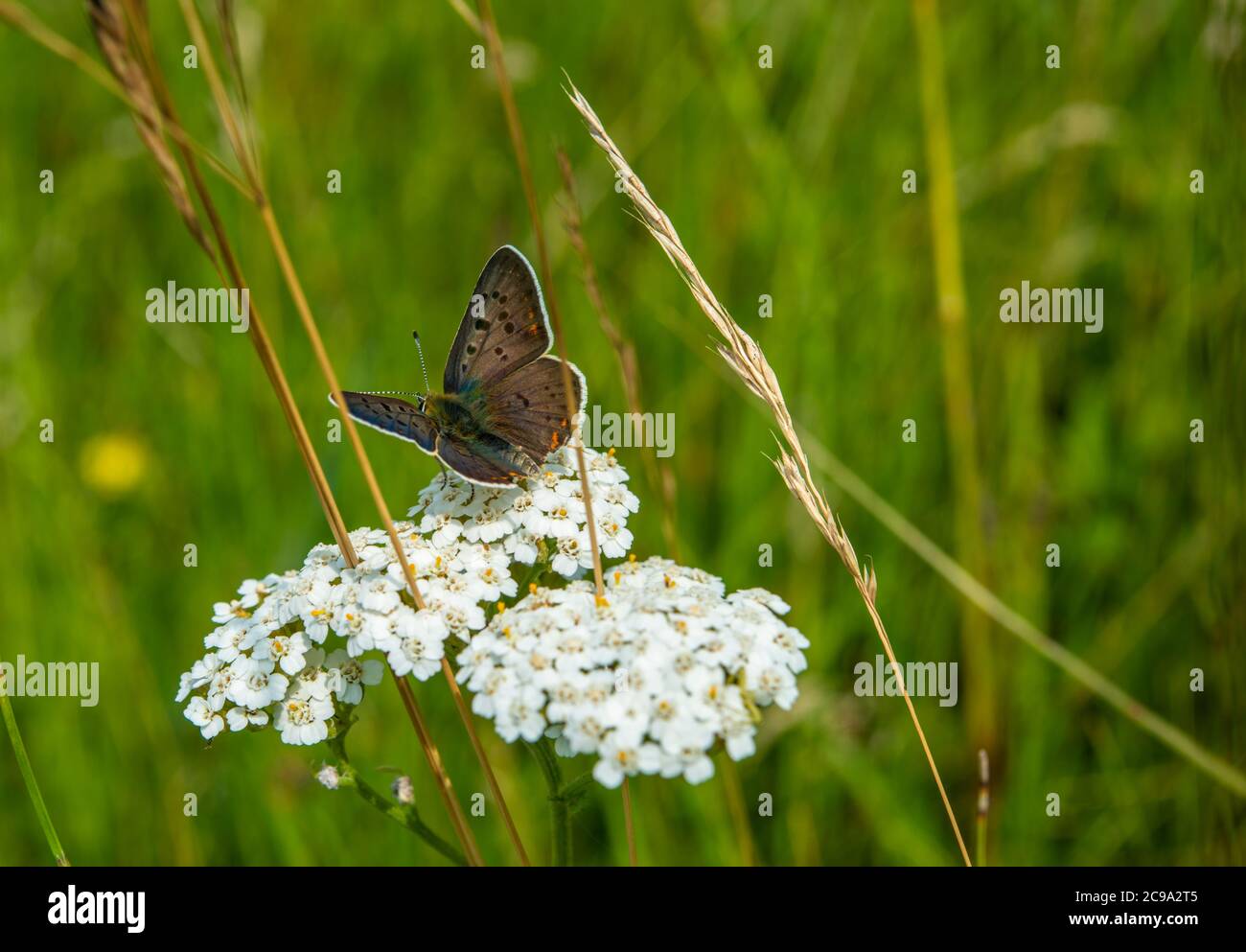 Devil butterfly hi-res stock photography and images - Alamy