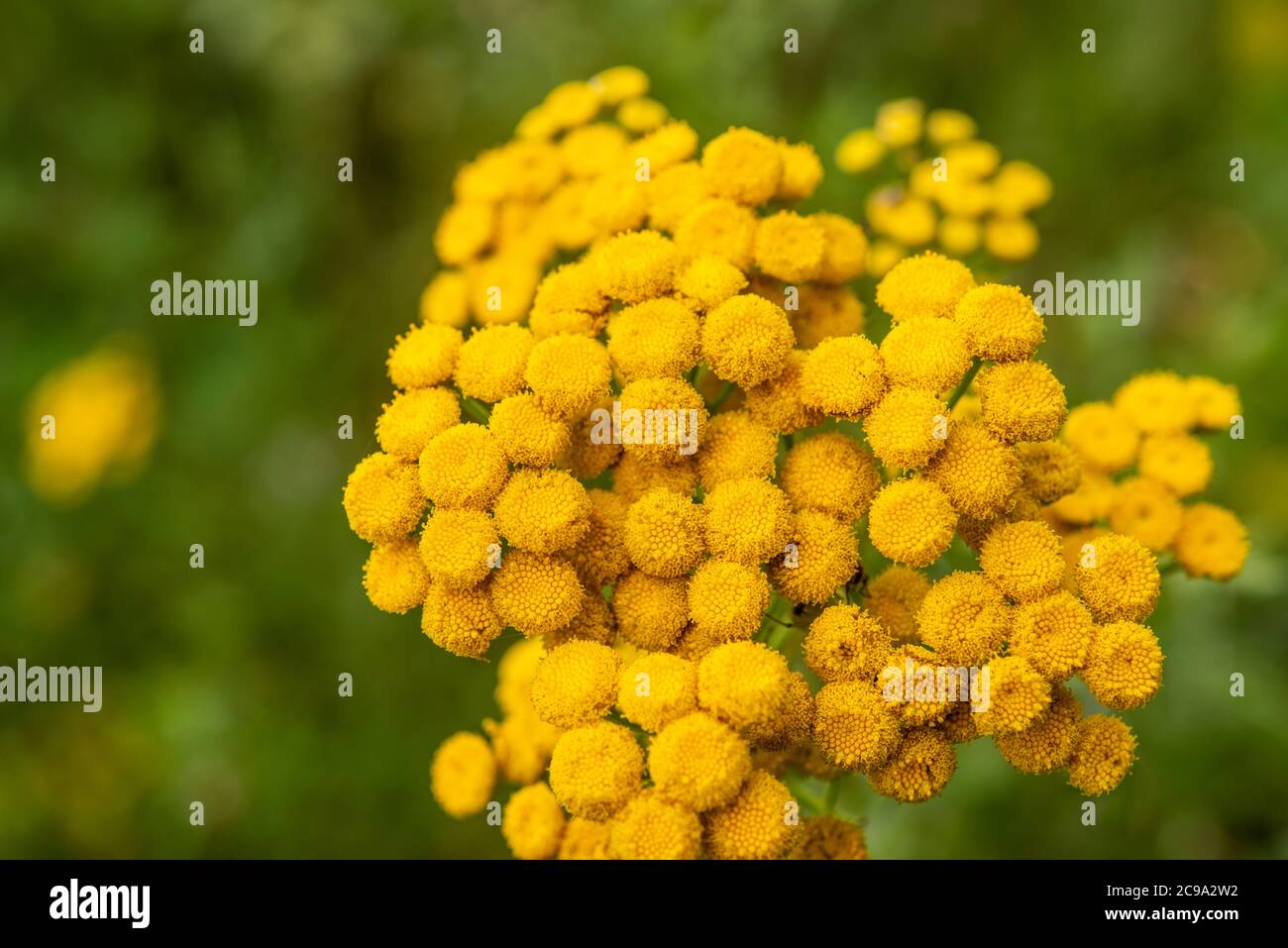 A cluster of yellow tansy also known as Tanacetum vulgare Stock Photo ...