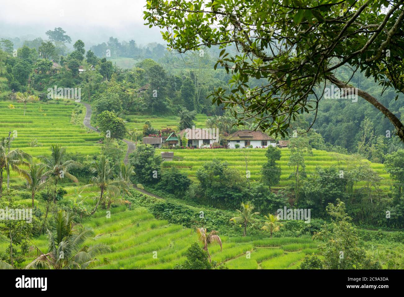 Rice paddies at Bali Stock Photo - Alamy