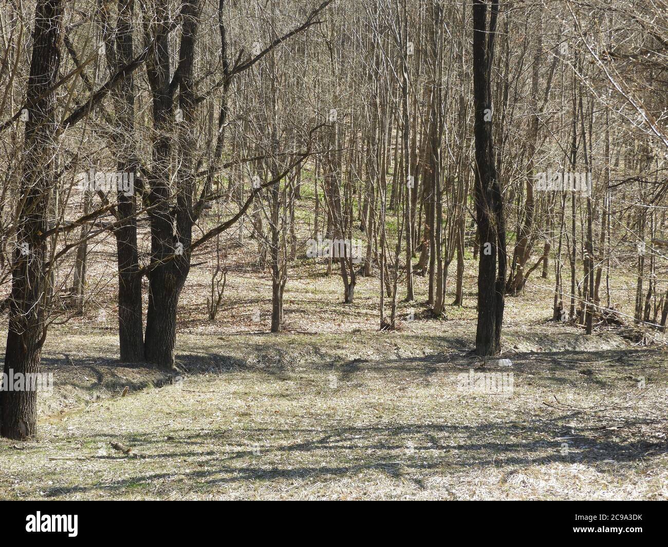 Large forest with dry tree trunks and branches Stock Photo - Alamy