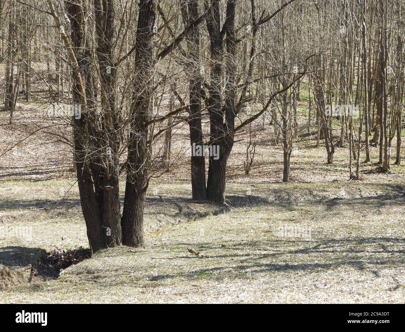 Large forest with dry tree trunks and branches Stock Photo - Alamy