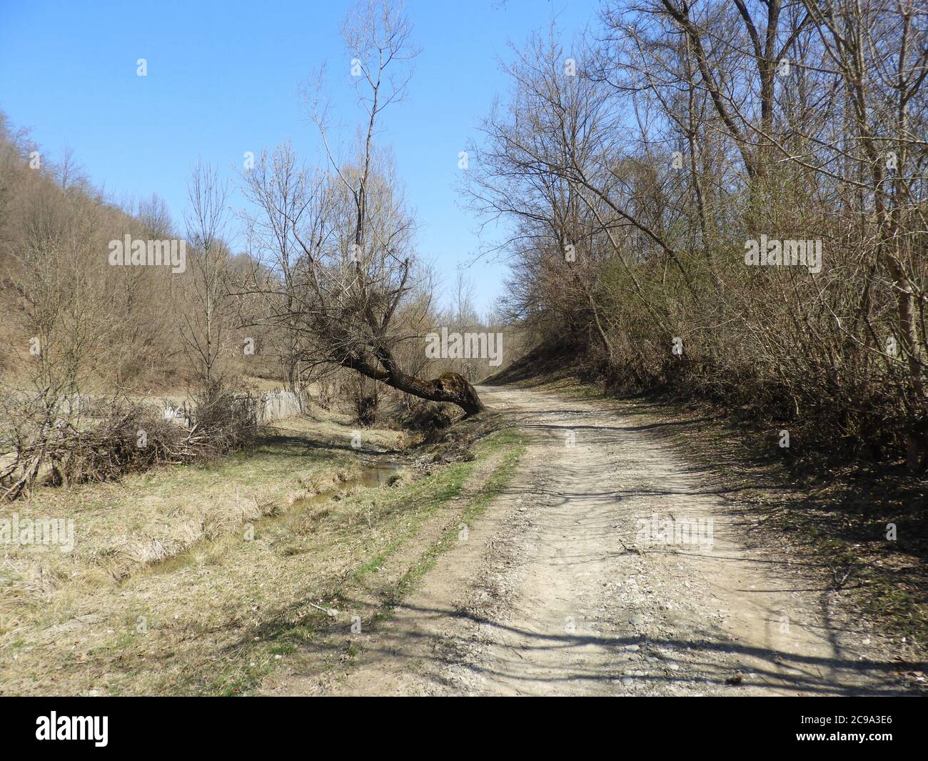 Wide dirt road surrounded by dry trees with on a bright day Stock Photo ...