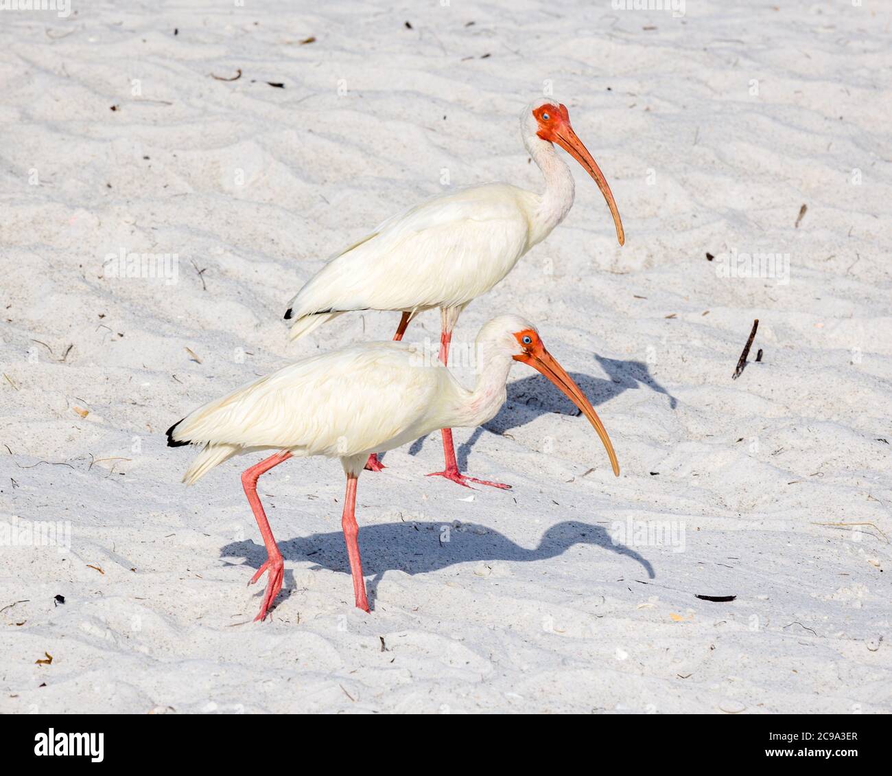 Curved beak shore bird hi-res stock photography and images - Alamy