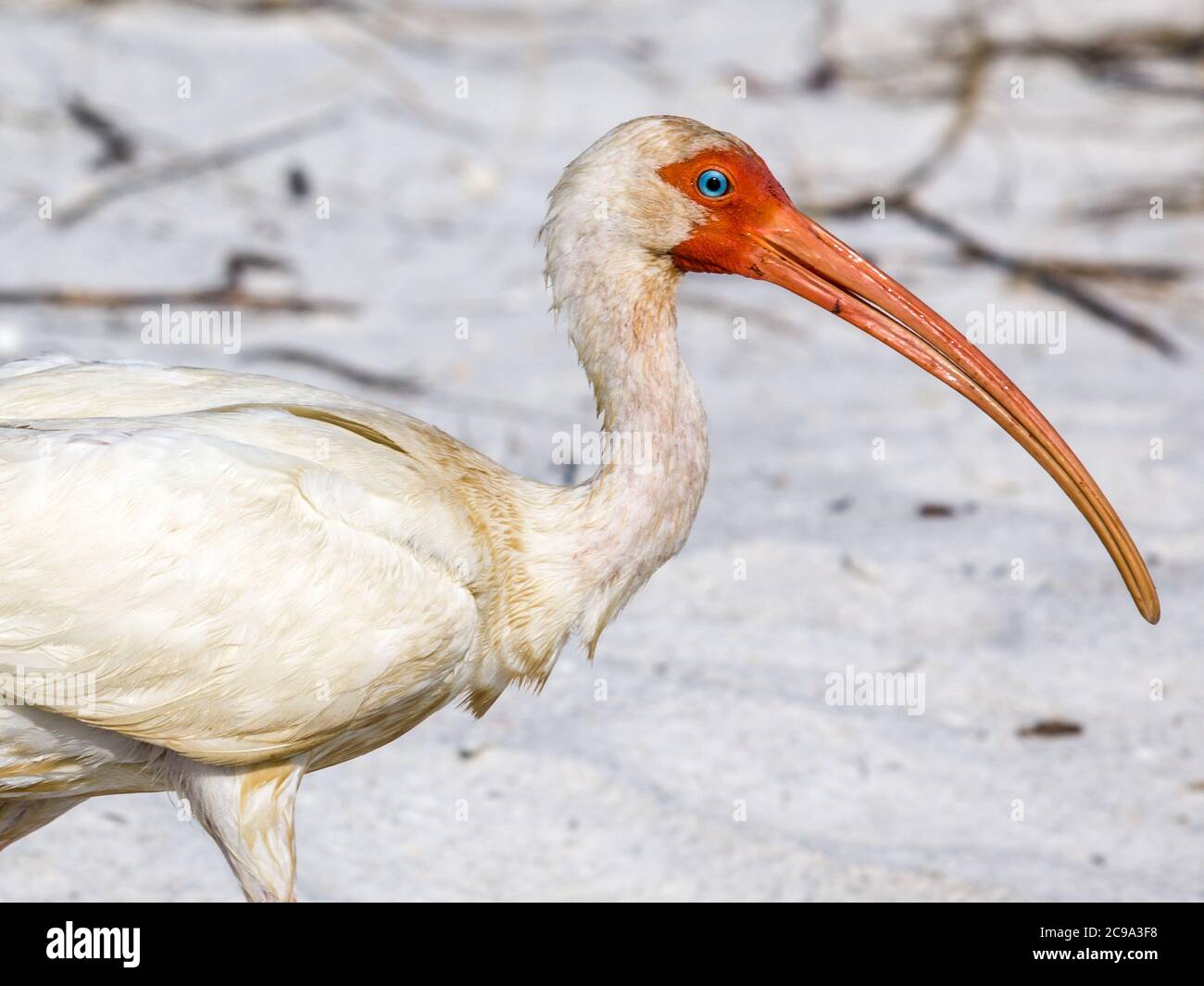 Curved beak shore bird hi-res stock photography and images - Alamy