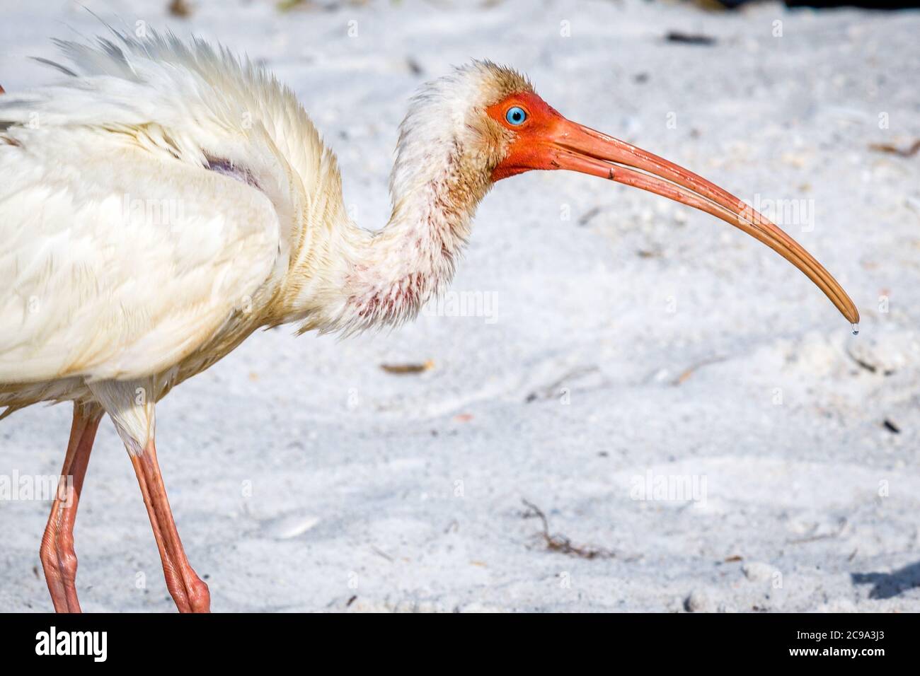 Sarasota, USA, 28 July 2020 White ibis (Eudocimus albus) looking for ...