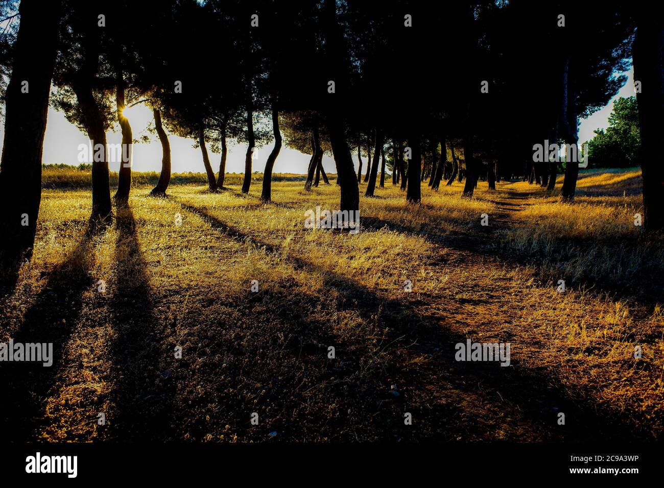 Beautiful view of the shadow of the trees on the grass-covered field ...
