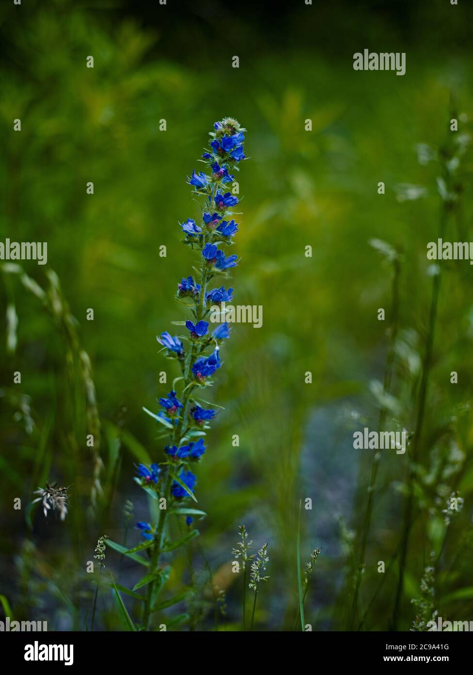 Wild blue flower in a garden Stock Photo - Alamy