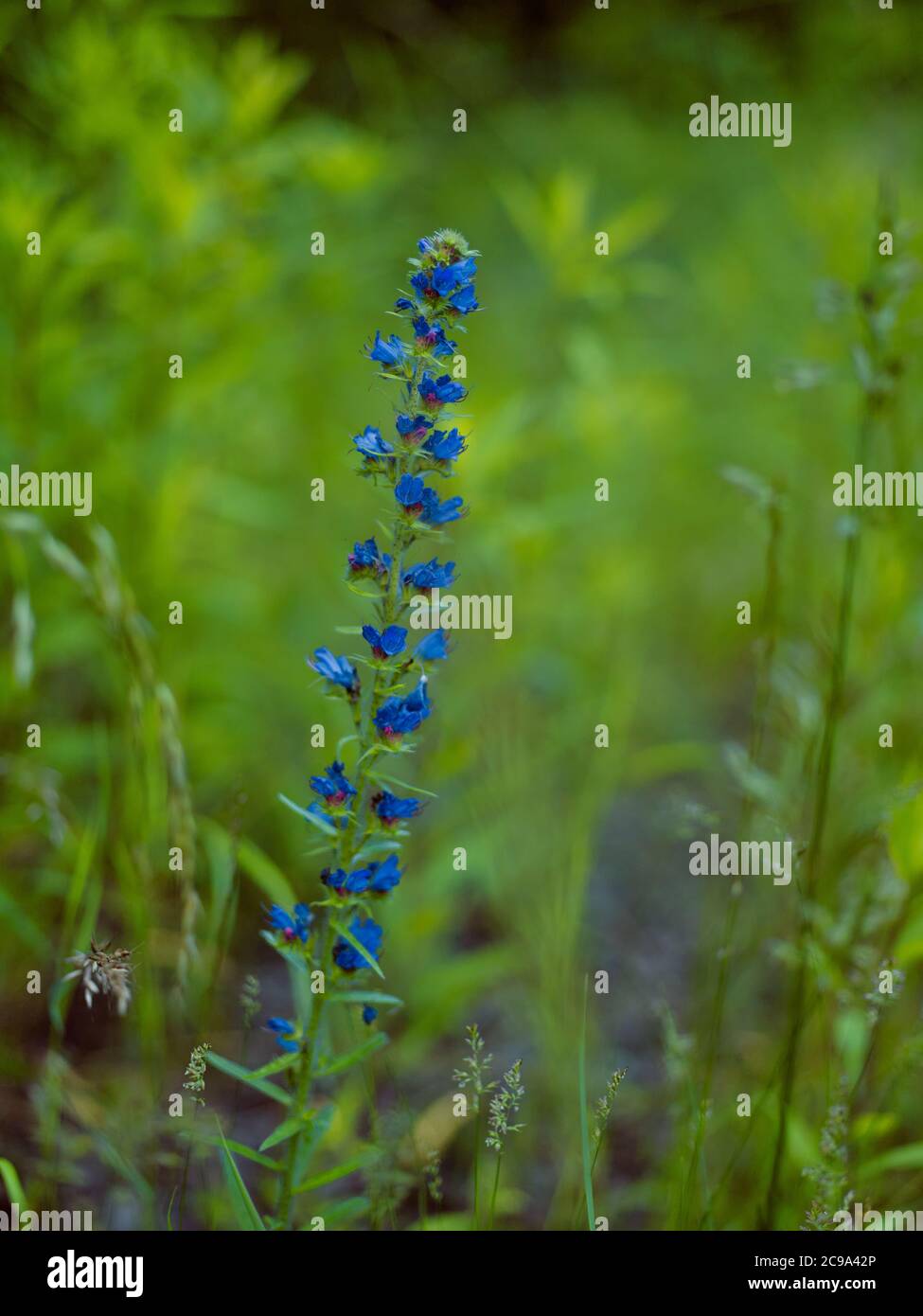 Wild blue flower in a garden Stock Photo - Alamy