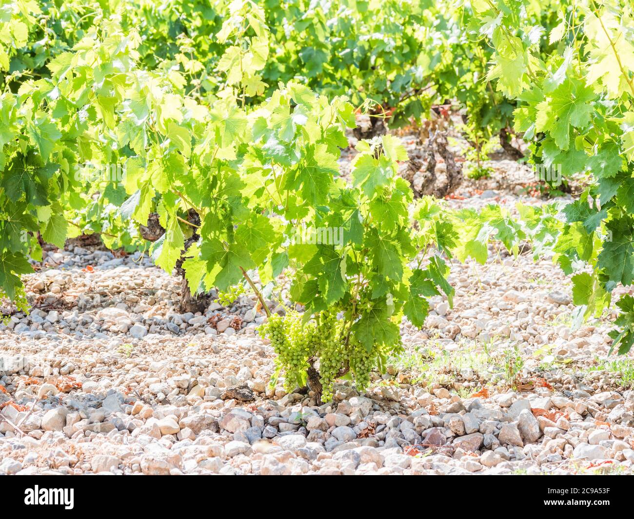 Closeup shot of a field of grapes vineyard Stock Photo - Alamy