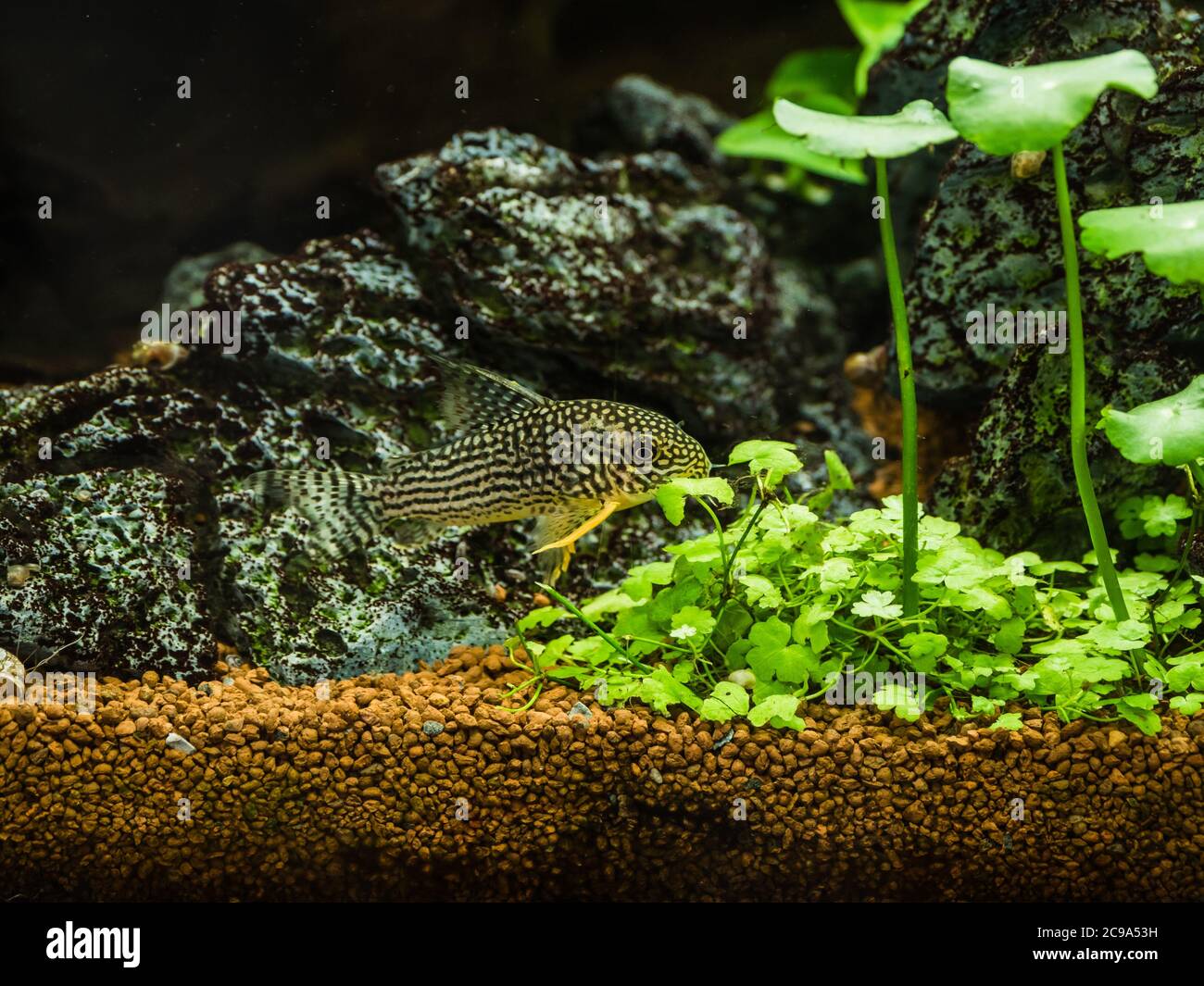 Closeup shot of Pakistani loach isolated on a beautiful aquarium tank ...