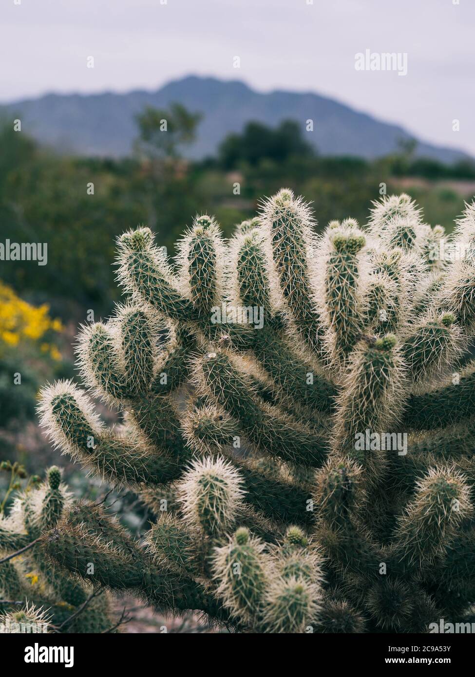 Desert setting hi-res stock photography and images - Alamy