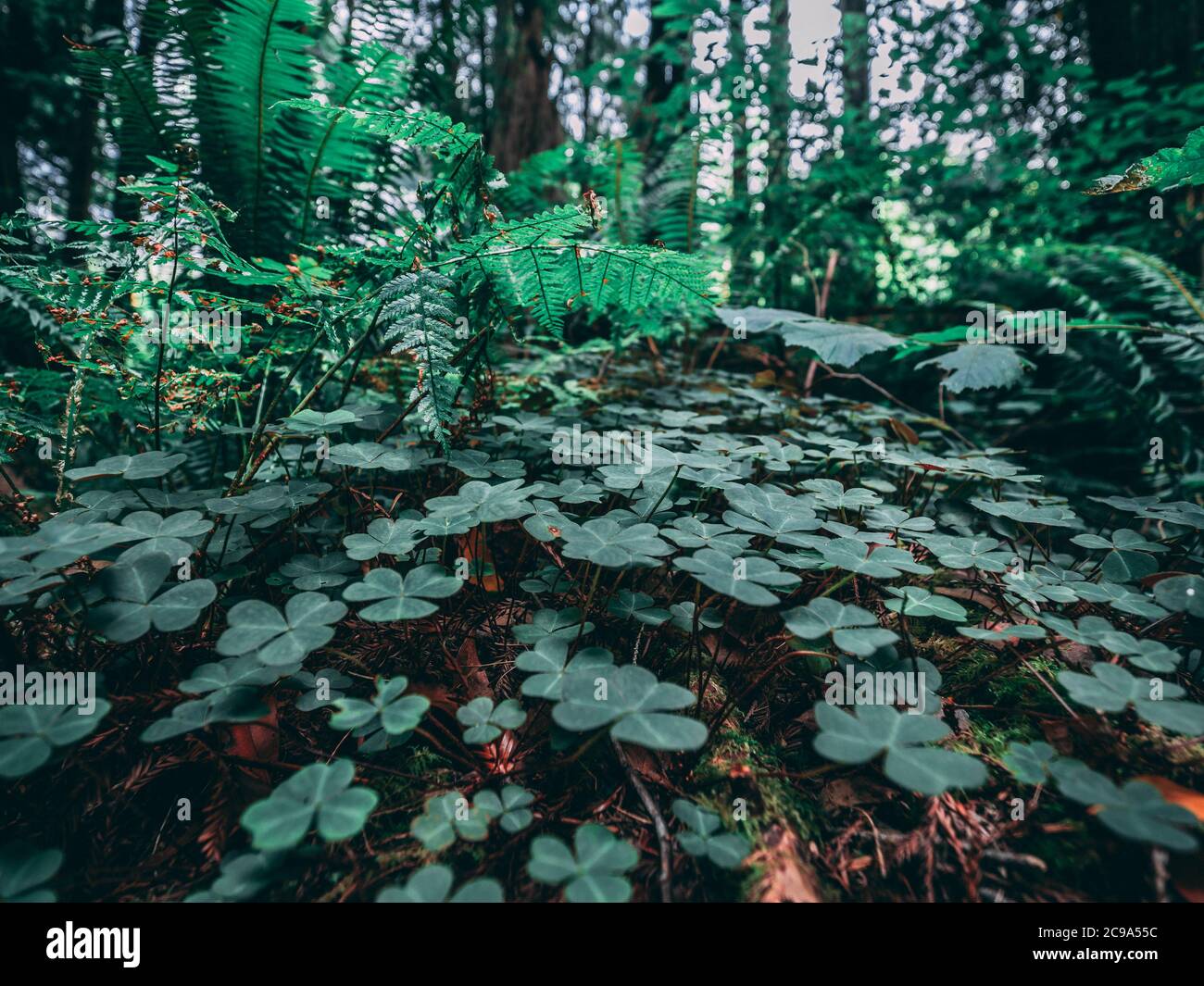 Clover field in redwood forest Stock Photo - Alamy