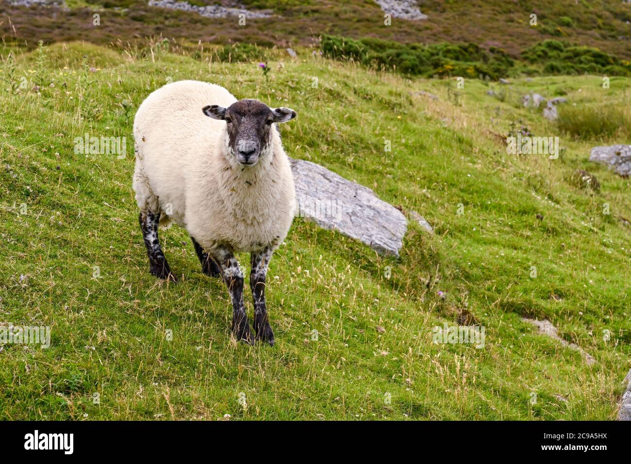 Ewe mountain hi-res stock photography and images - Alamy