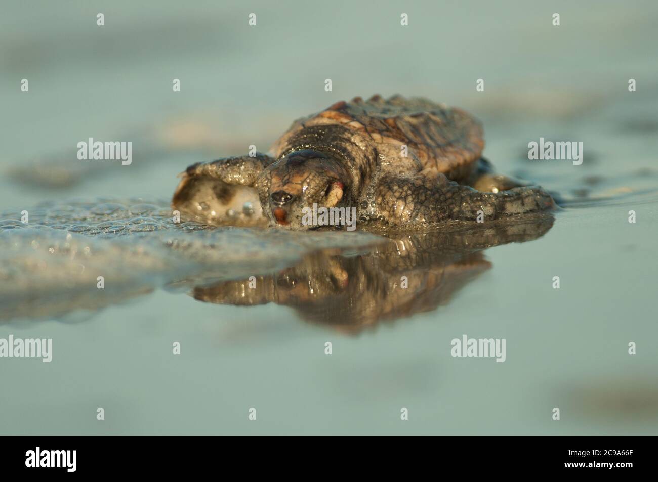 Baby Loggerhead sea turtle at the water Stock Photo - Alamy