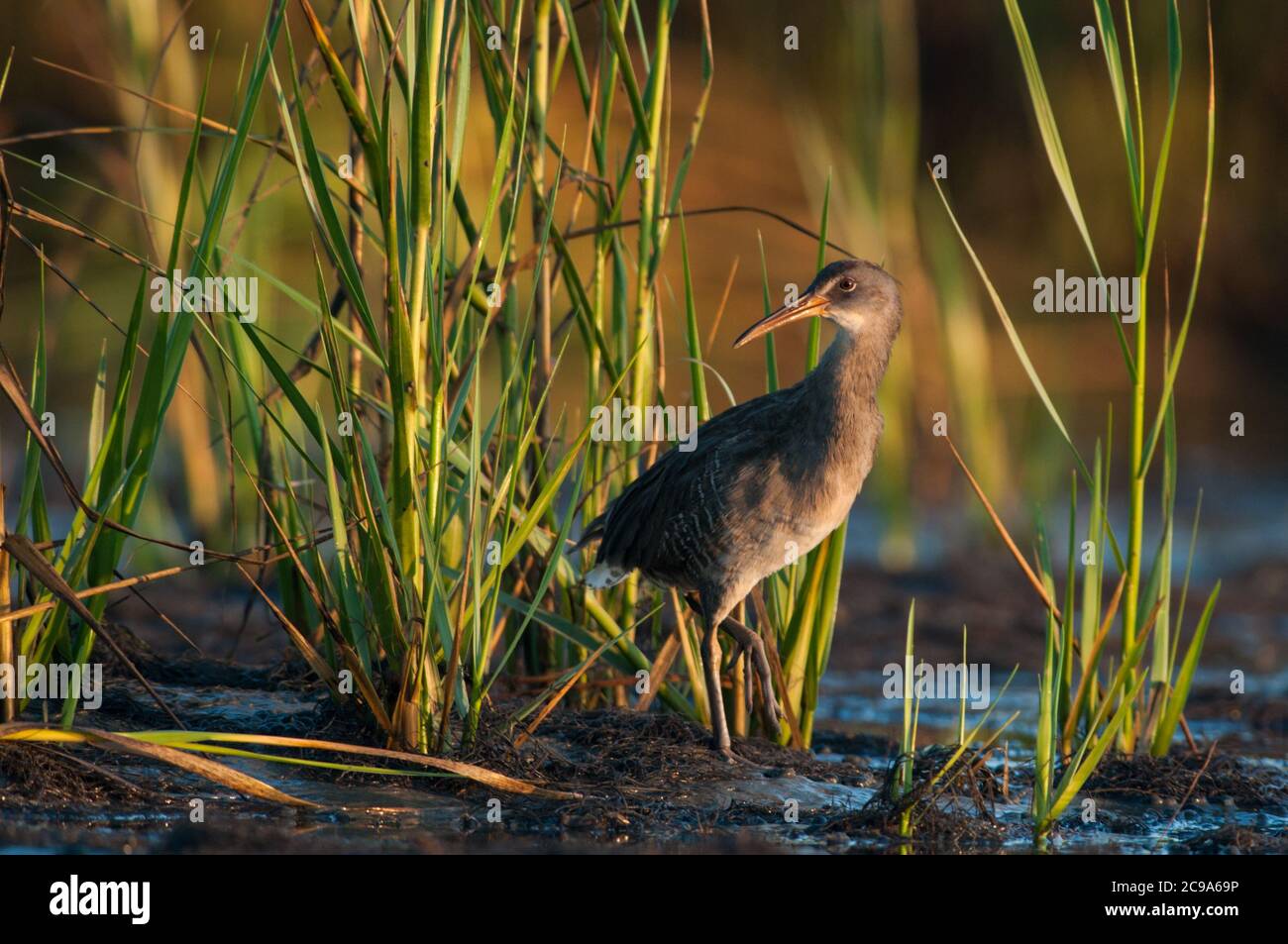 King rail bird hi-res stock photography and images - Alamy