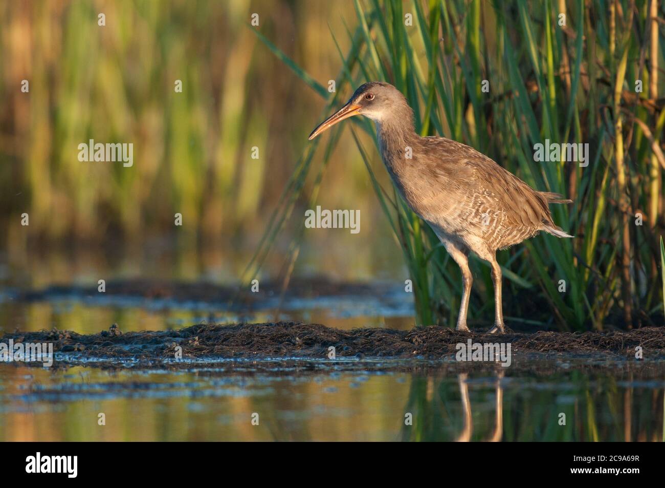 King rail bird hi-res stock photography and images - Alamy