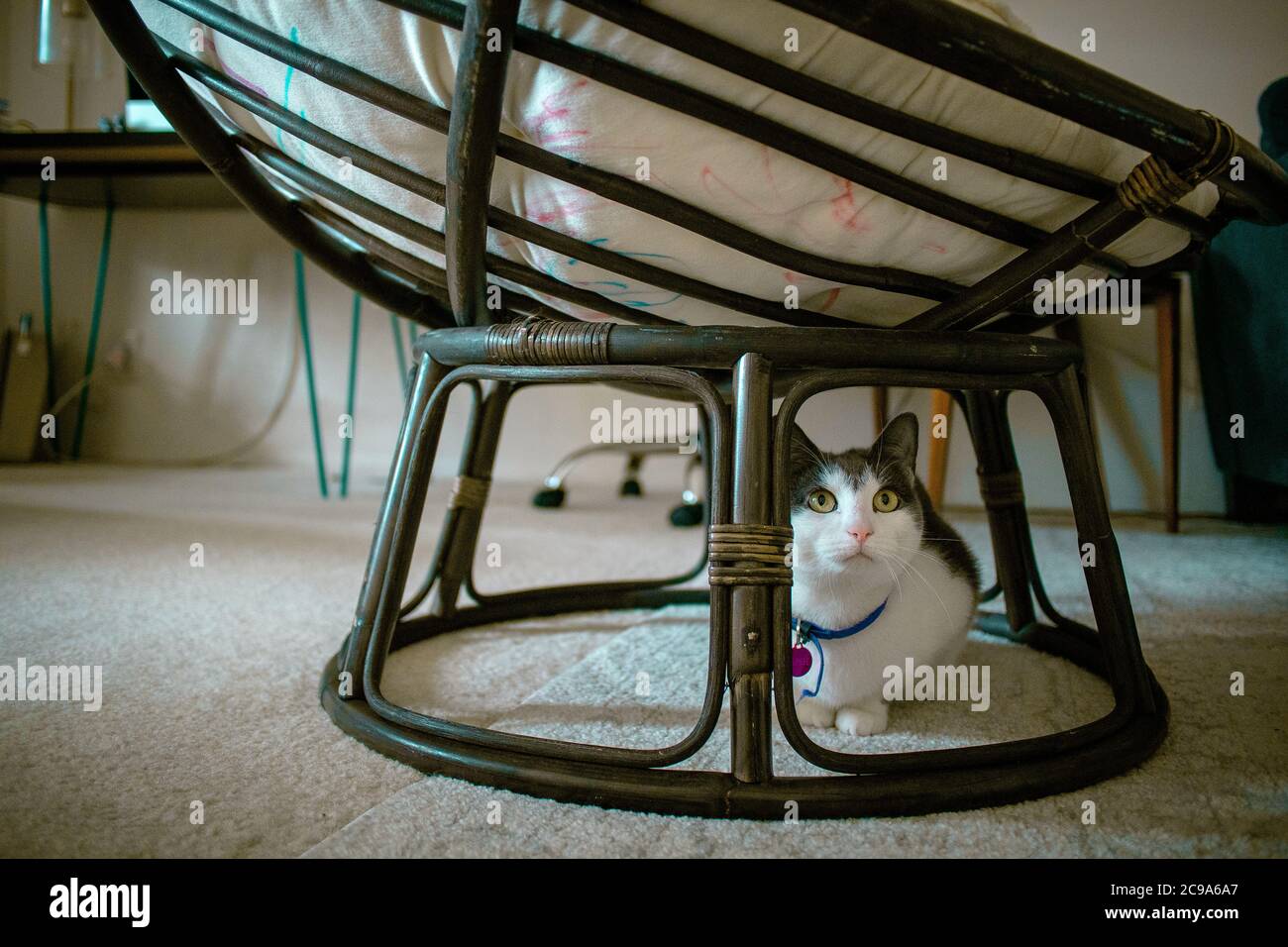 Beautiful and docile pet cat inside apartment Stock Photo - Alamy