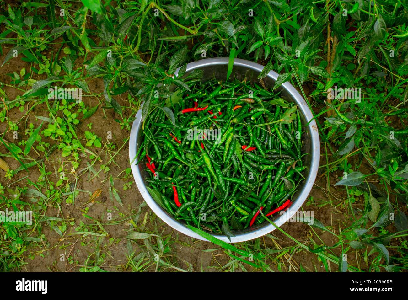 Chilli seed hi-res stock photography and images - Alamy