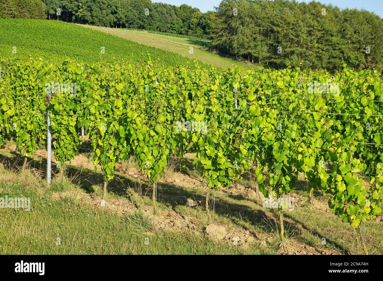 Beautiful shot wide vineyard hi-res stock photography and images - Alamy