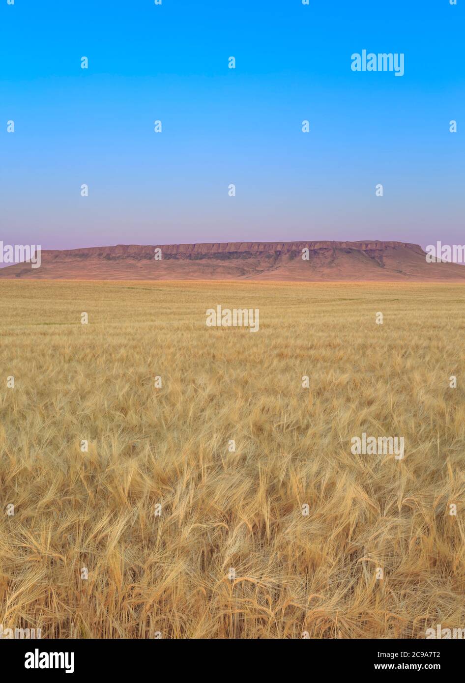 first light on square butte above wheat fields near ulm, montana Stock ...