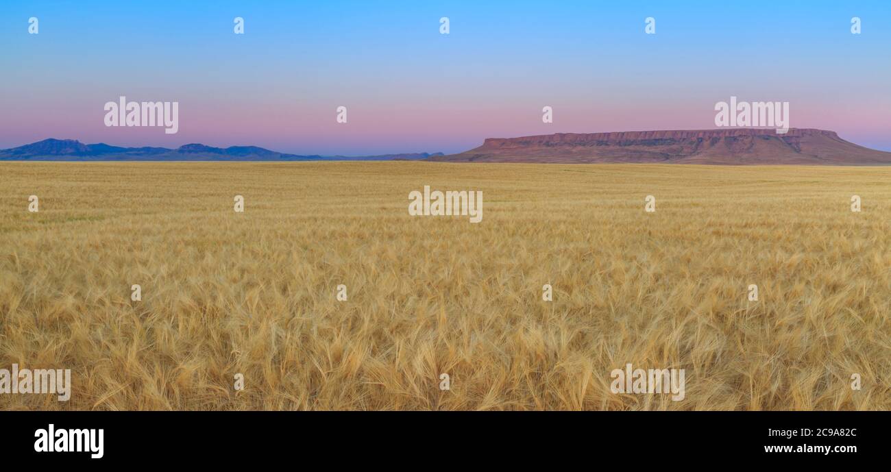 panorama of a pre-dawn sky over wheat fields below square butte near ...